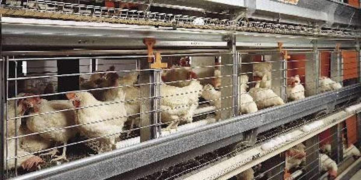 Welfare benefits of furnished cages | WATTPoultry.com