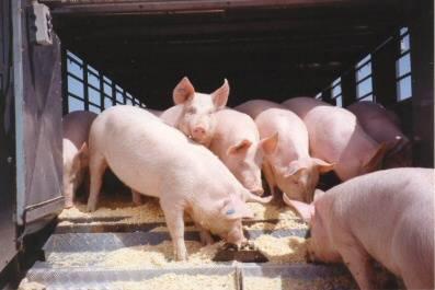 UK sow numbers set to fall through 2011 | WATTPoultry.com