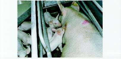 Can scanning reduce shoulder sores on sows? | WATTPoultry.com