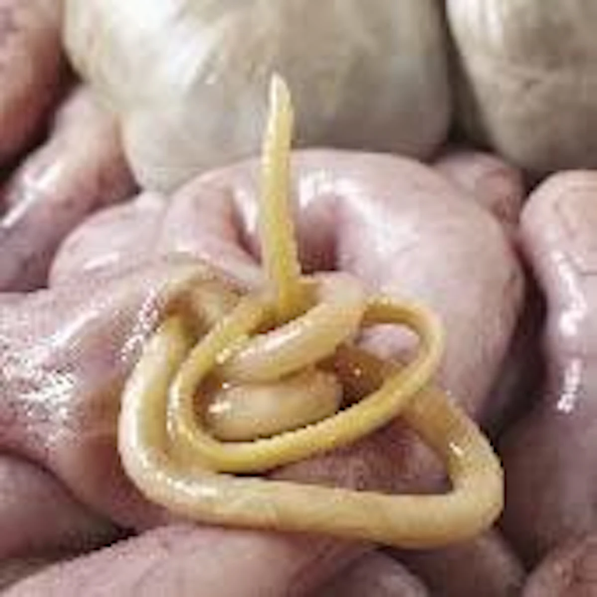 Roundworms damage pig health defences | WATTPoultry.com