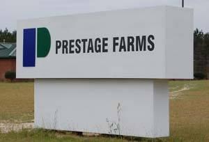 Prestage wants industry to wear the white hat | WATTPoultry.com