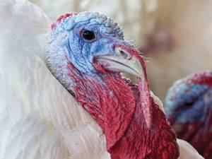 USDA’s askFSIS provides answers to food safety questions | WATTPoultry.com