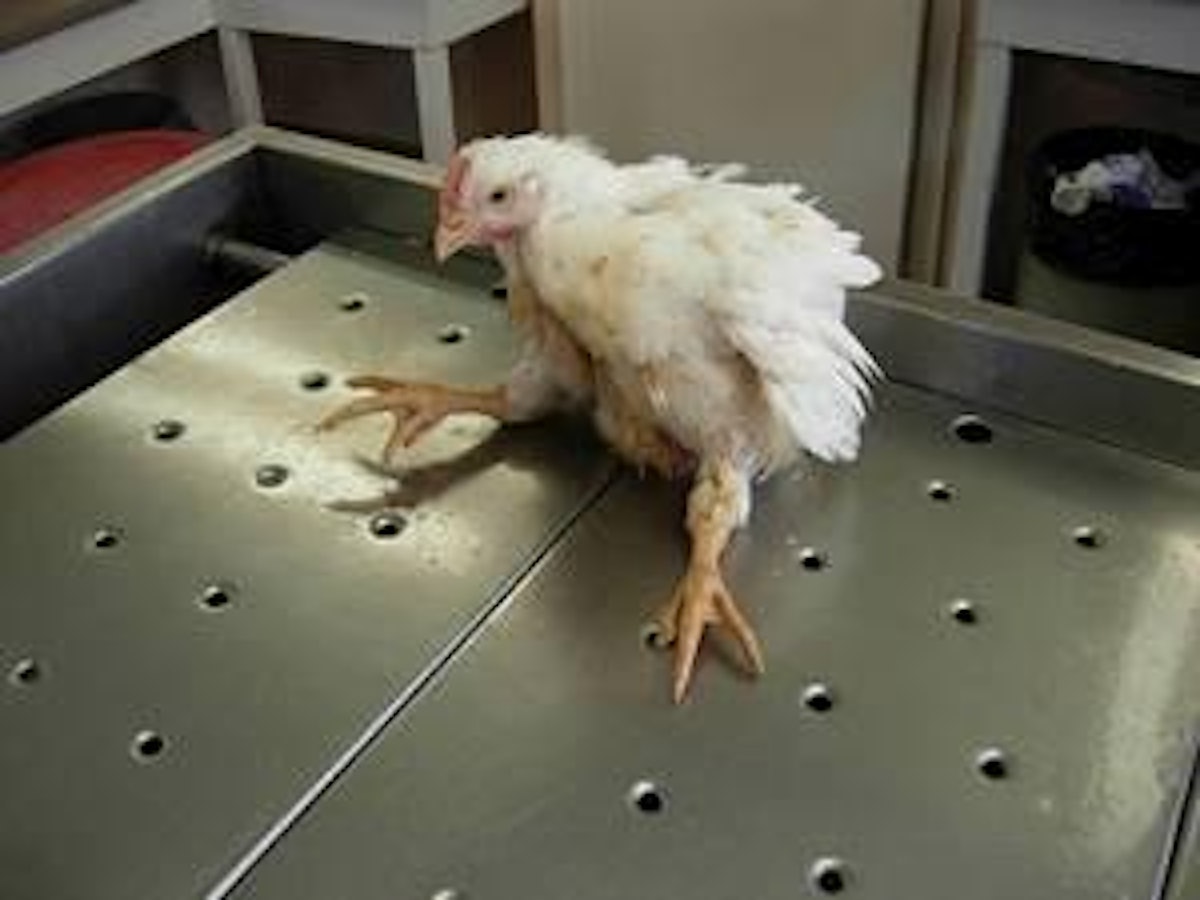 Spinal abscesses hit US broiler flocks | WATTPoultry.com