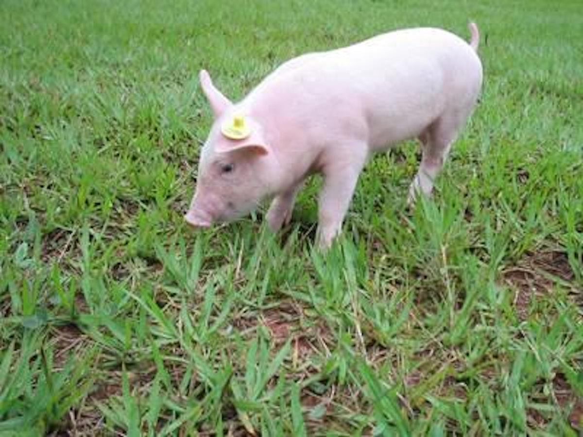 Topigs announces 20 million pigs in breeding database | WATTPoultry.com
