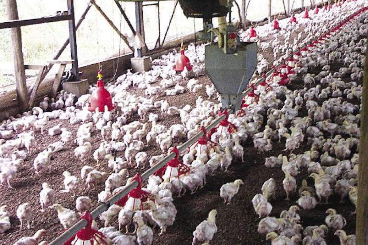 Nuevo reto: trazabilidad unitaria en pollos procesados | WATTPoultry.com