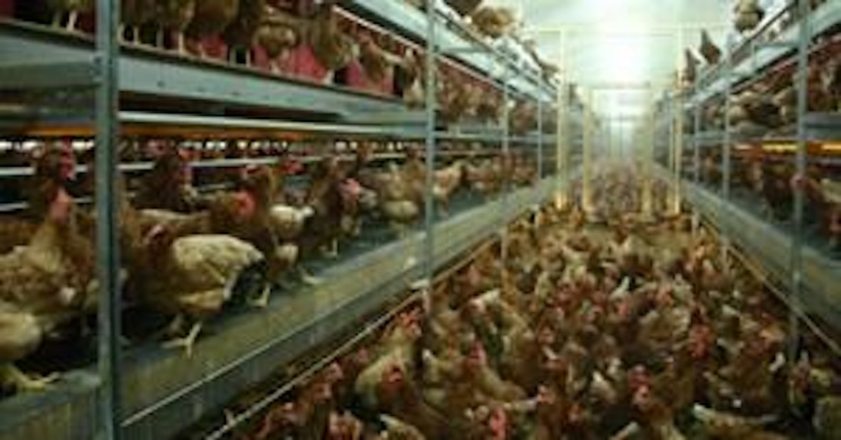 Vencomatic reports on Bolegg Terrace installation | WATTPoultry.com