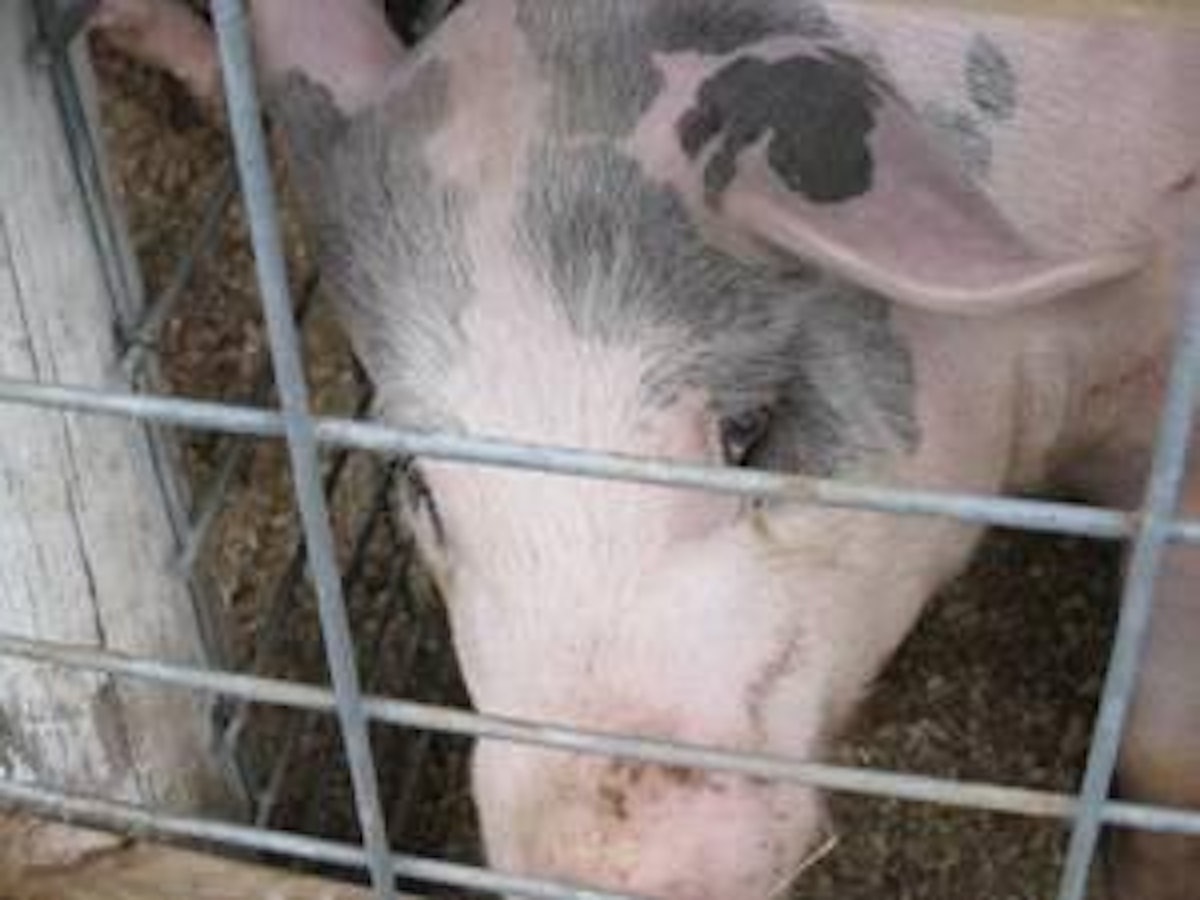 Australian sow numbers to rise through 2016 | WATTPoultry.com