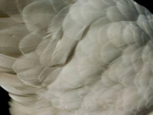 Estudian factibilidad de producir plástico a partir de plumas de pollo ...