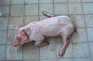 Fighting edema in piglets with nutrition | WATTPoultry.com