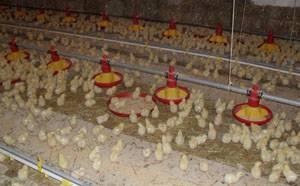 Serbian poultry meat producer expands with Cobb breeder flock import ...