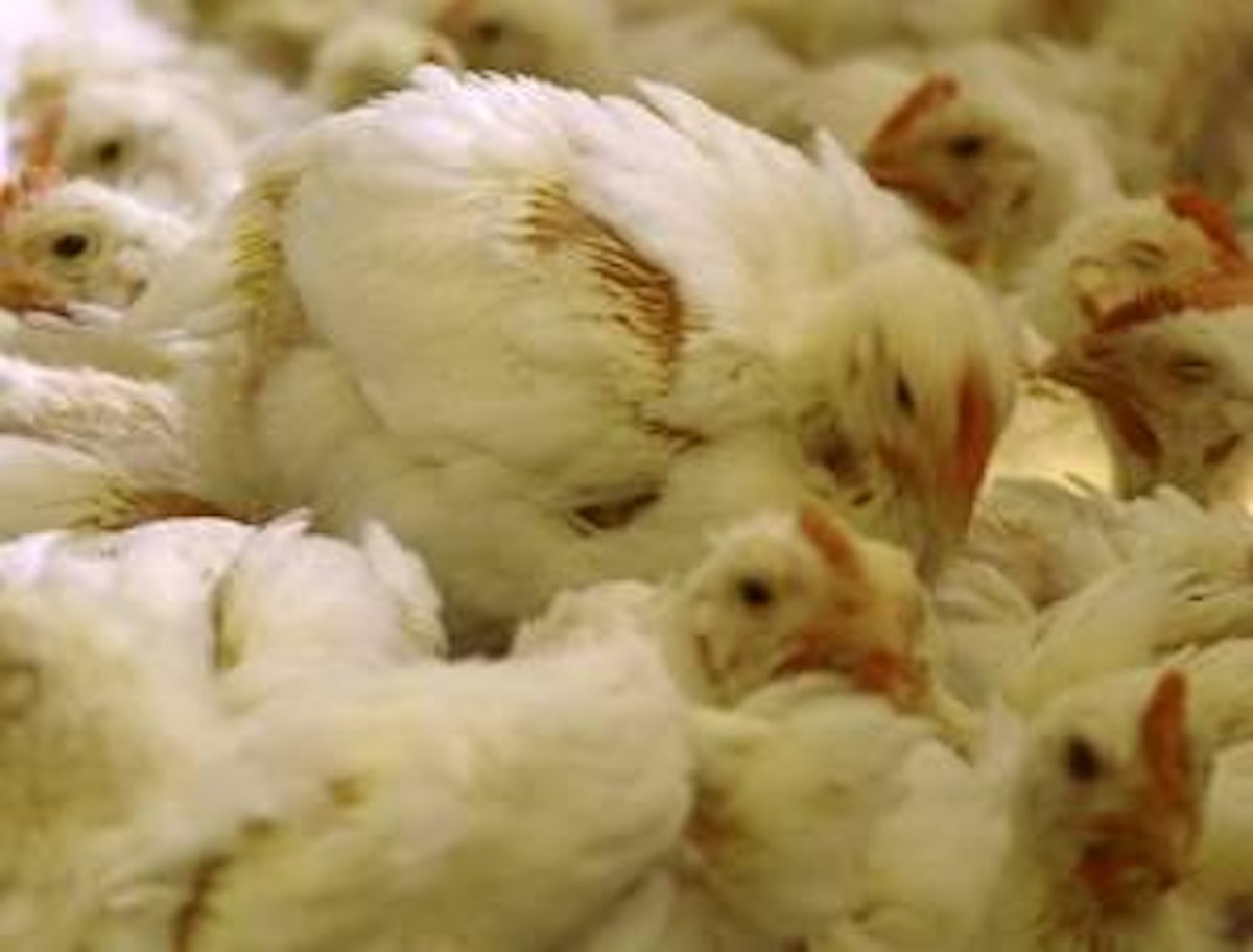 US broiler production up slightly in second quarter 2011 | WATTPoultry.com