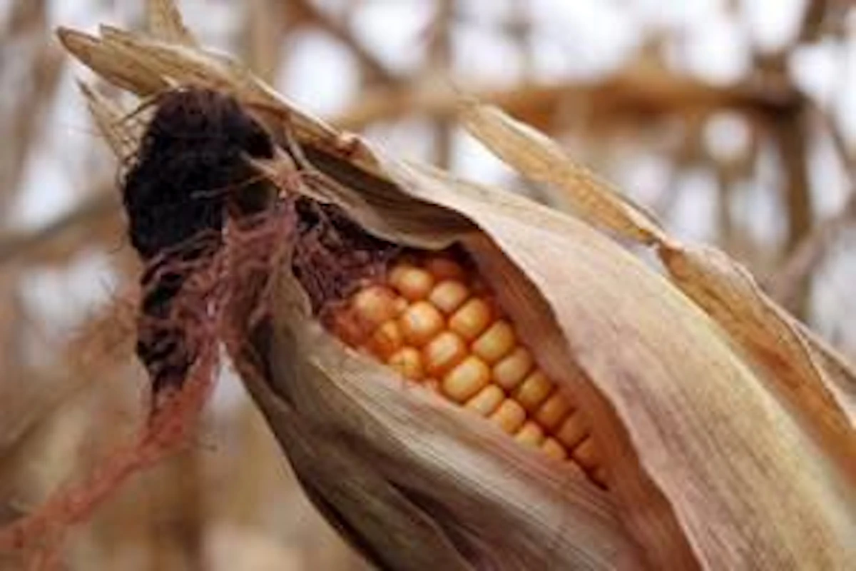 Tight corn supplies will force cuts, losses | WATTPoultry.com