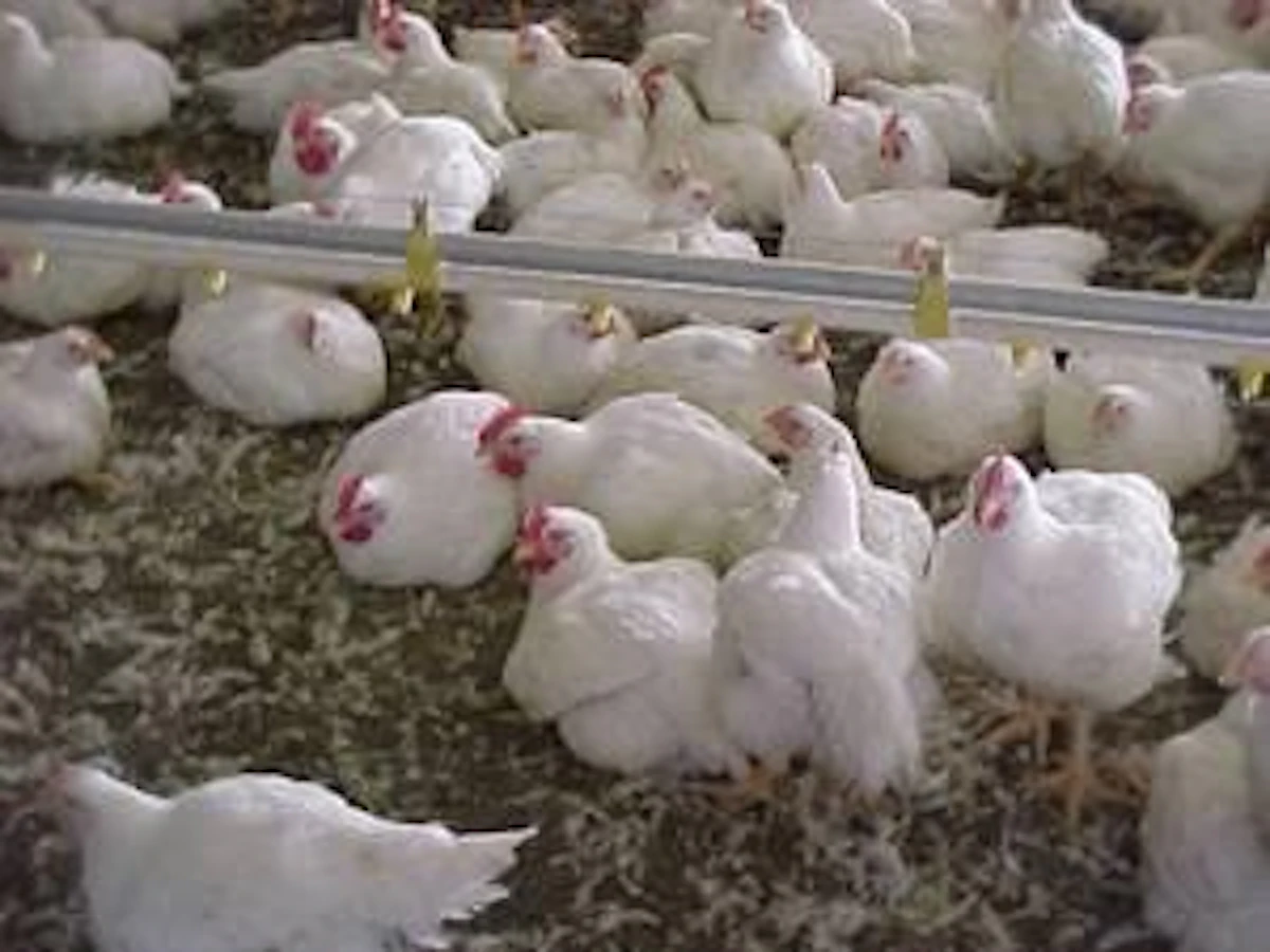 USDA actualizará la nomenclatura de la identificación de pollos ...