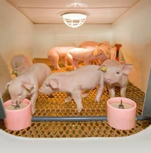 Provimi offers piglet milk replacer for reduced mortality rates ...