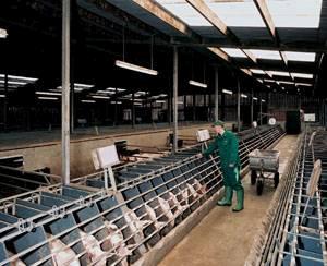 UK pig breeder tests female pigs to improve feed efficiency ...