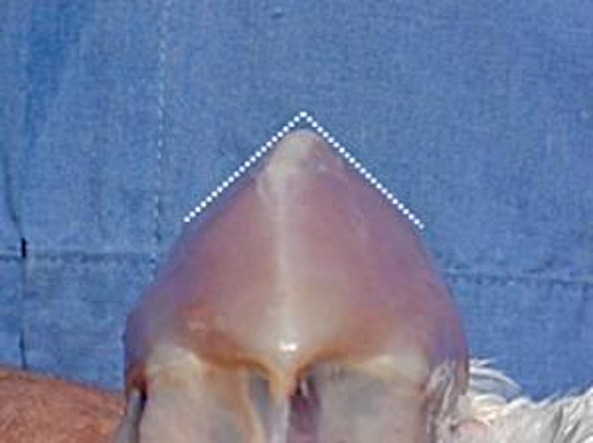 Cómo lograr una producción persistente de parvadas de reproductoras ...