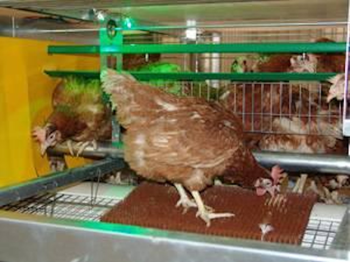 SALMET International GmbH cage systems From: SALMET GmbH & Co KG ...