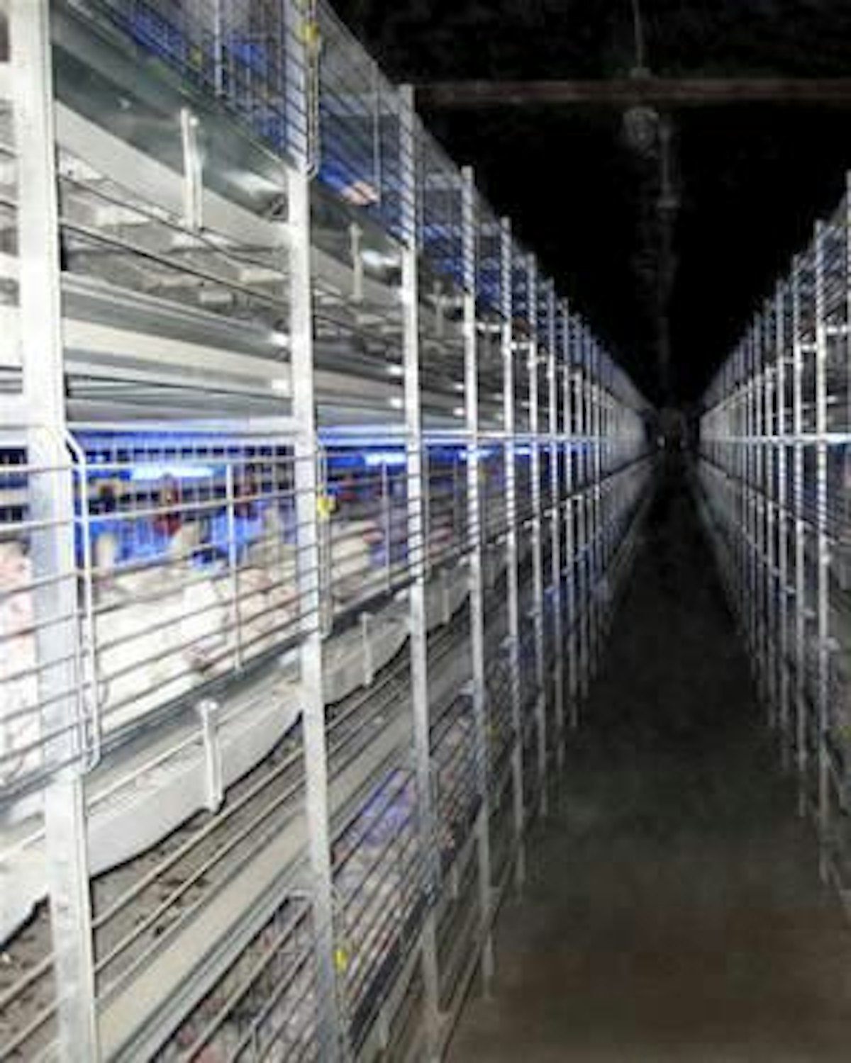 Valli Broiler Best colony system | WATTPoultry.com