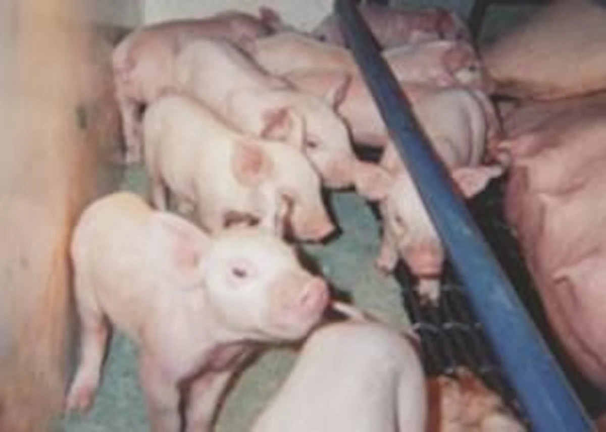 Compost-A-Mat farrowing mat | WATTPoultry.com