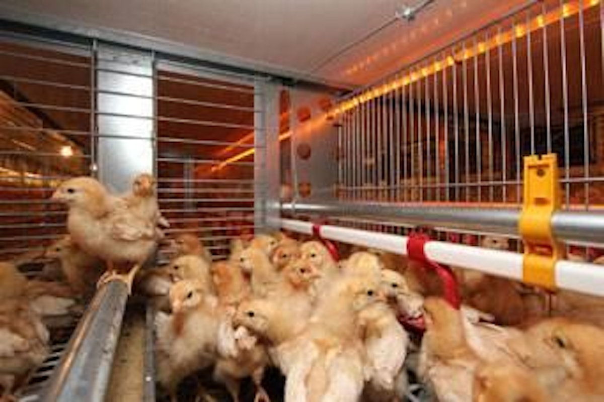 Jansen Poultry Equipment sistema de crianza RearMaxx | WATTPoultry.com