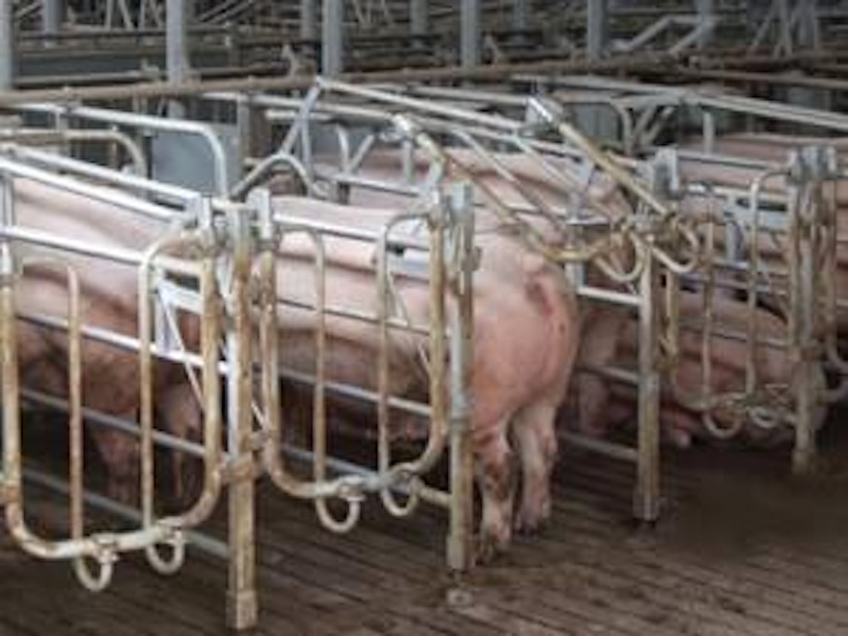 Jyden Bur JB6000 free stall system | WATTPoultry.com