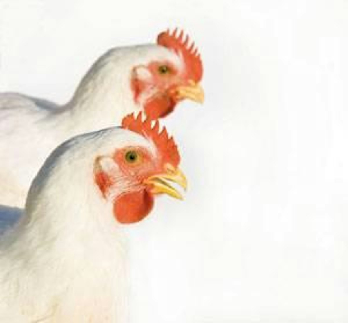 Chr. Hansen GalliPro Tect probiotic From: Novonesis | WATTPoultry.com