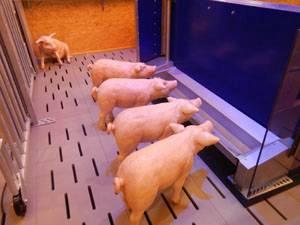 Pig house of the future main attraction at EuroTier | WATTPoultry.com