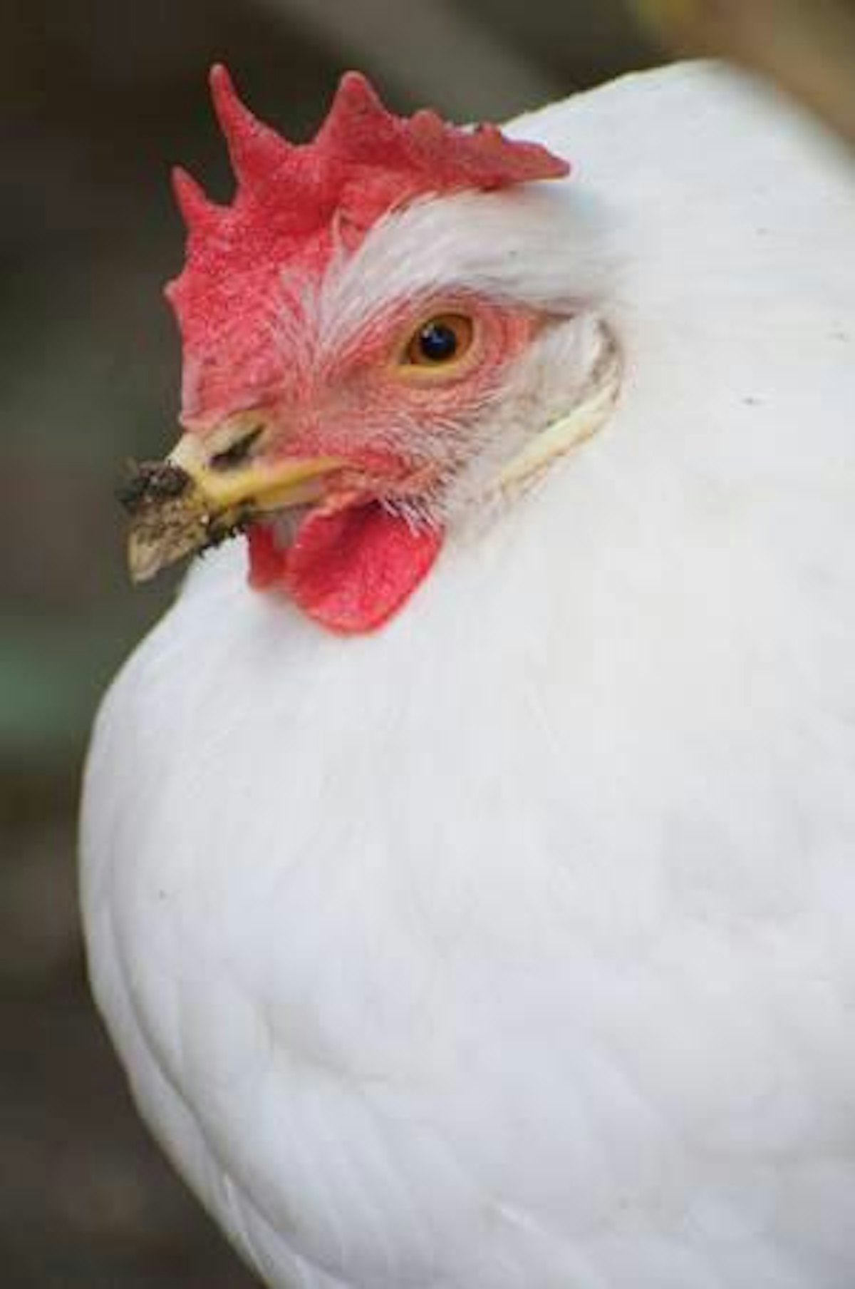 New poultry nutrition insights offered at the International Poultry ...