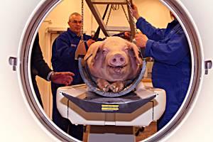 Pig genetics is all about sustainable profitability | WATTPoultry.com