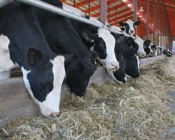 Prepartum DCAD nutrition leads to enhanced transition cow success ...