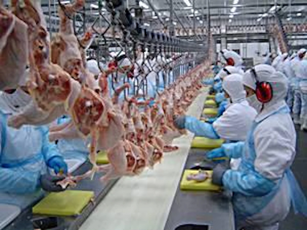 Transformation de la volaille et l'importance de la performance du ...