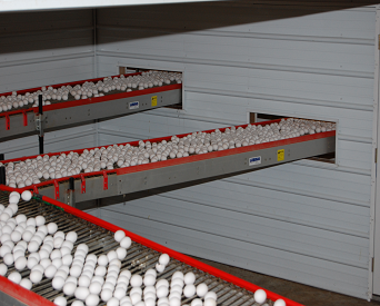 Egg producers can learn from FDA warning letters | WATTPoultry.com