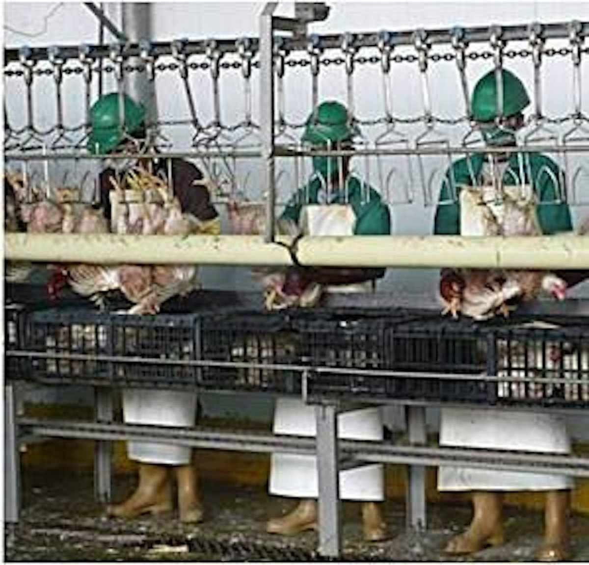 Key checks to optimize poultry processing | WATTPoultry.com