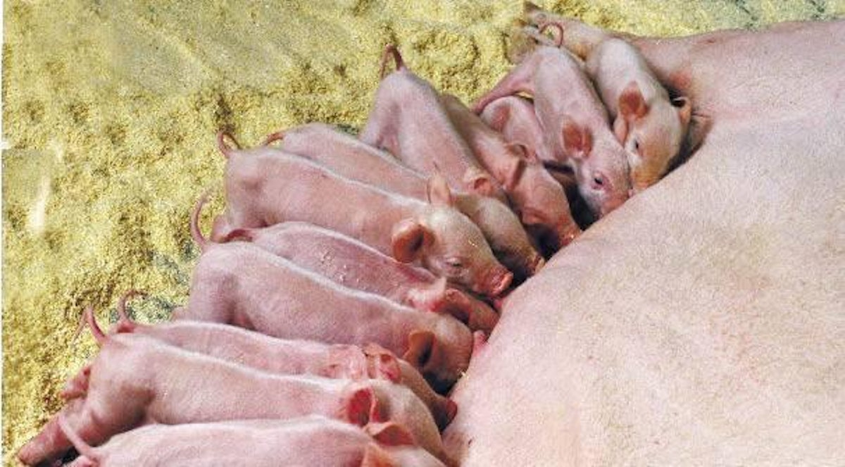 Tailored boars give greater uniformity | WATTPoultry.com