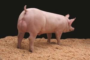 JSR Genetics develops new sire line | WATTPoultry.com