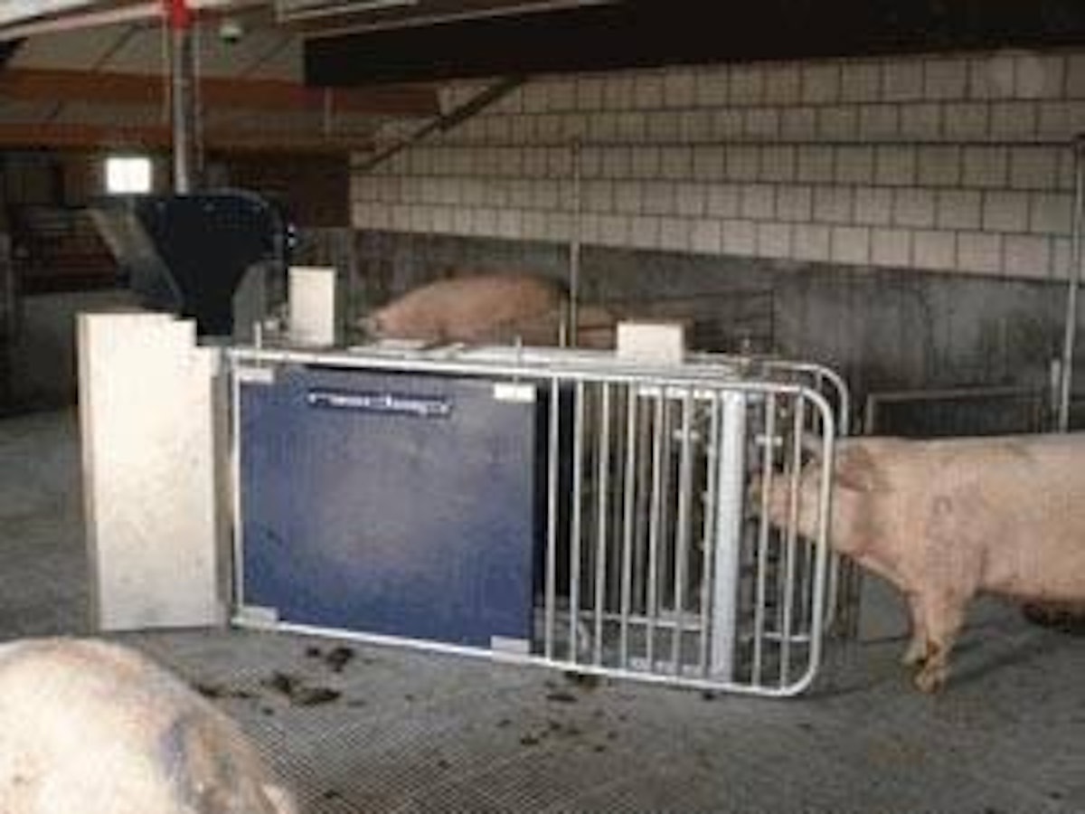 Nedap pig breeding system | WATTPoultry.com