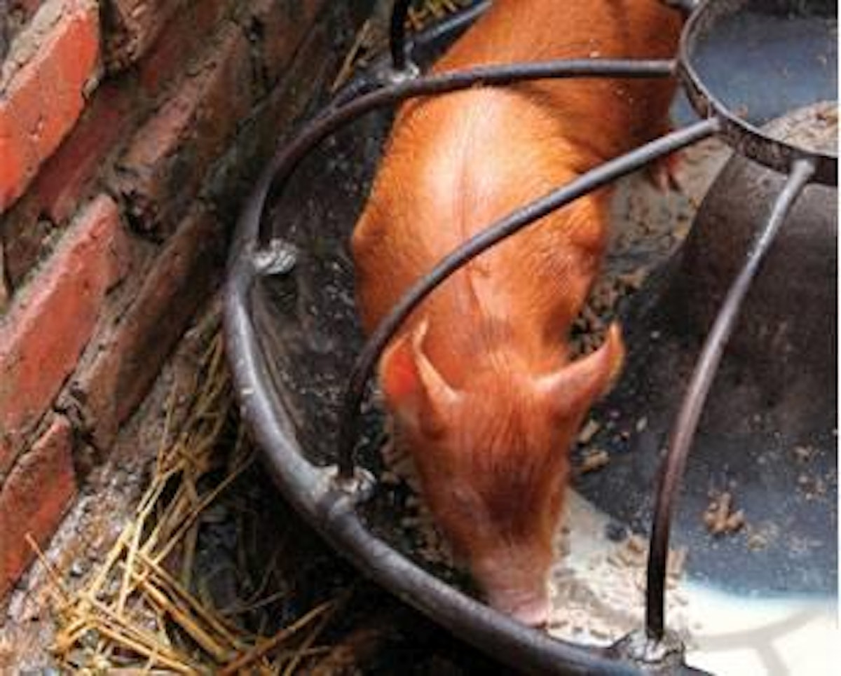 Three ways to implement piglet creep feeding | WATTPoultry.com