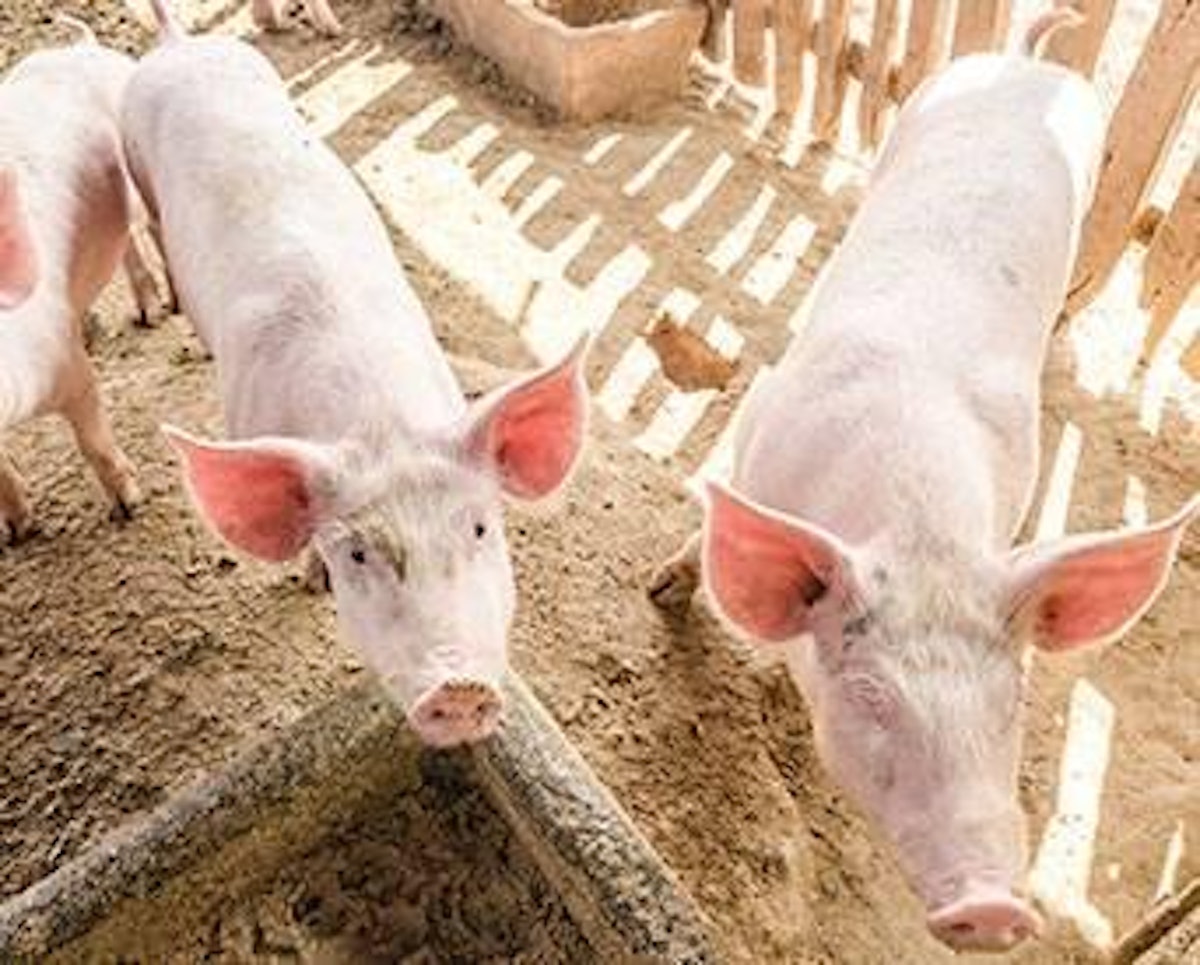 Rethinking NRC mineral levels in swine diets | WATTPoultry.com