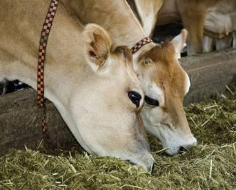 New feed unit system improves ruminant diet efficiency | WATTPoultry.com