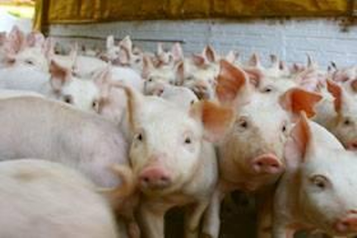 Brazil pig producers expanding in 2013, facing high feed costs ...
