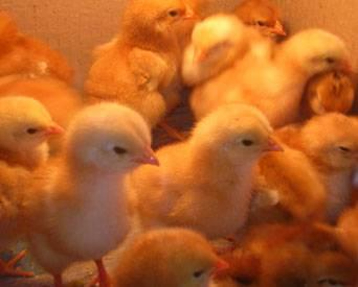 Does it pay to offer chicks feed post-hatch? | WATTPoultry.com