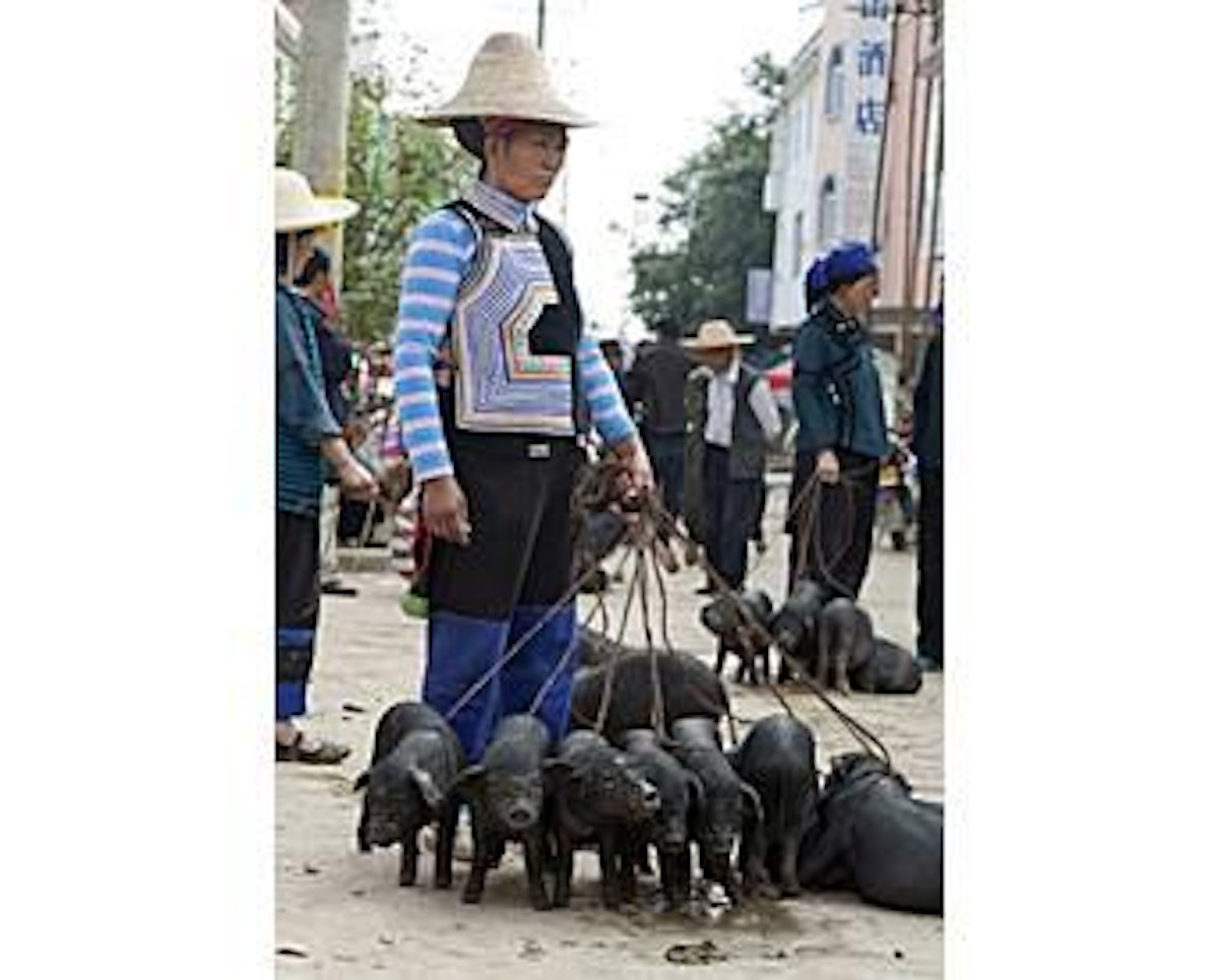 Piglet feed business in China growing | WATTPoultry.com