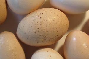 Eggshell spotting/mottling: what is it and why does it occur ...