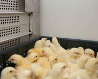HatchTraveller chosen for Saudi Arabian hatchery transport ...