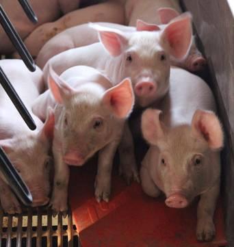 Common bacteria could help piglets fight disease during weaning ...