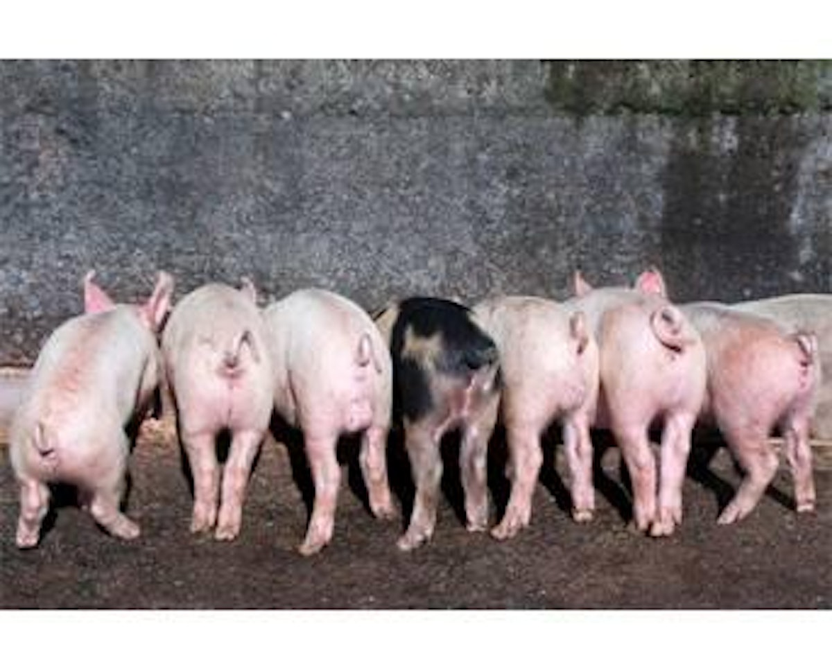 What causes secretory or nutritional diarrheas in piglets ...