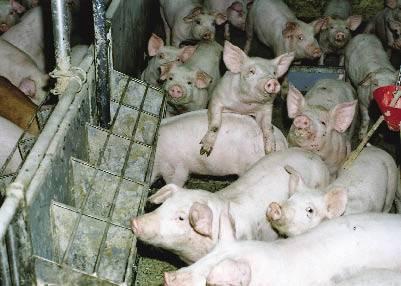 Ten giants for pig farm numbers | WATTPoultry.com