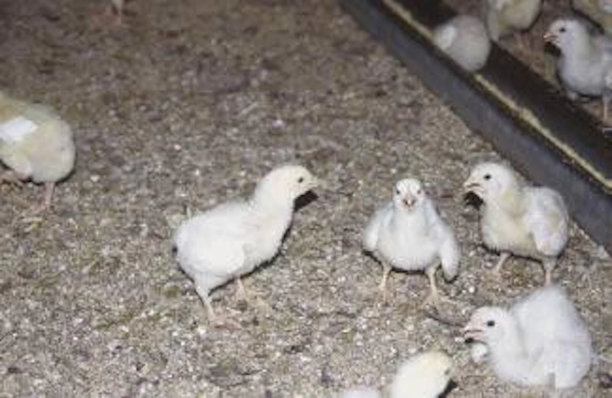 Fisiología de la respiración del pollo | WATTPoultry.com