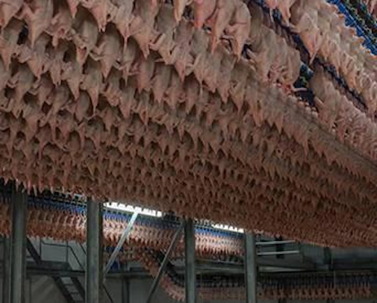 Cargill UK’s poultry plant expands capacity, efficiency | WATTPoultry.com