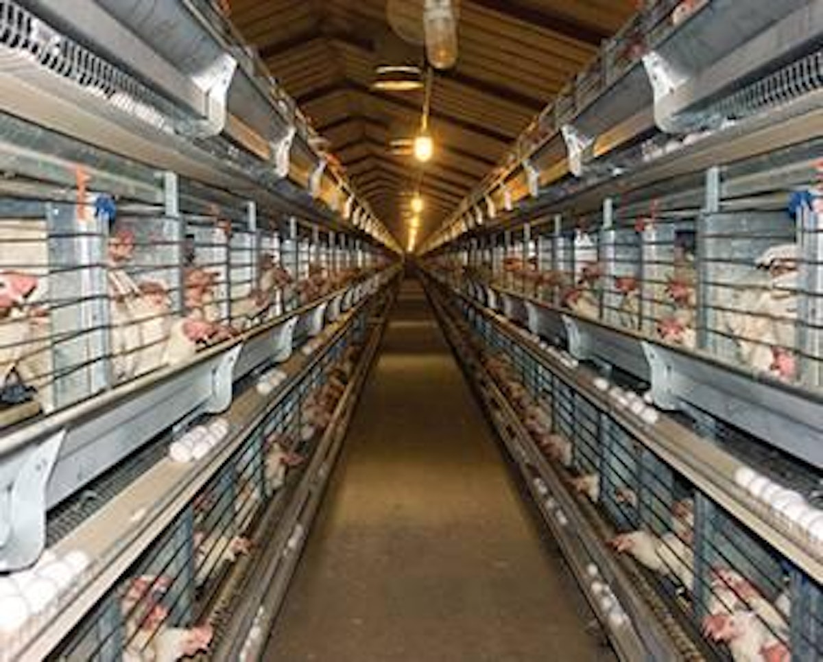 The advantages of on-farm spent hen disposal using MAK | WATTPoultry.com